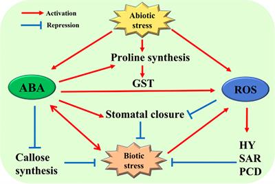 Frontiers | The interaction of ABA and ROS in plant growth and stress resistances